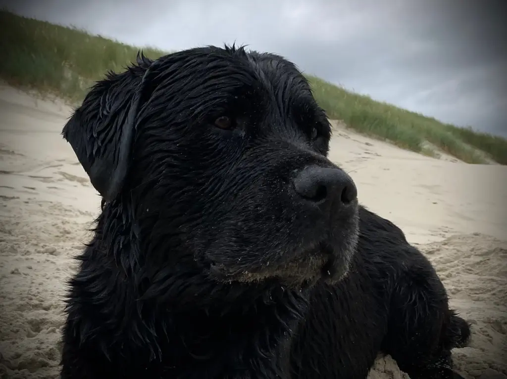 Fussel (*15.02.2012 - ︎07.03.2024) - ROSENGARTEN-Sterne