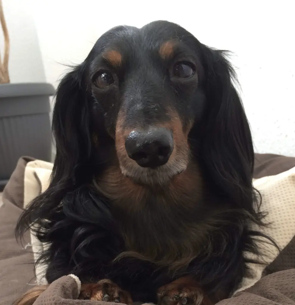 Nicky (*17.07.2007 - ︎13.03.2024) - ROSENGARTEN-Sterne