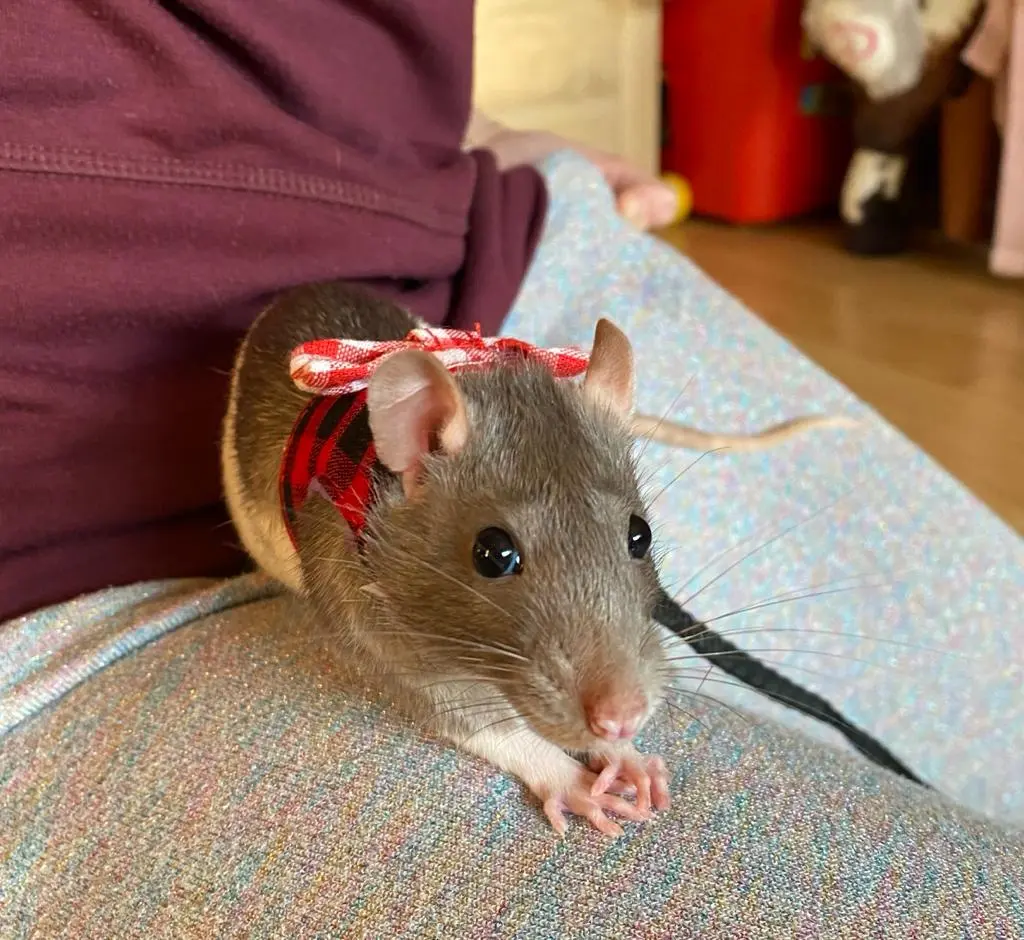 Vasylisa (*12.08.2021 - ︎15.03.2024) - ROSENGARTEN-Sterne