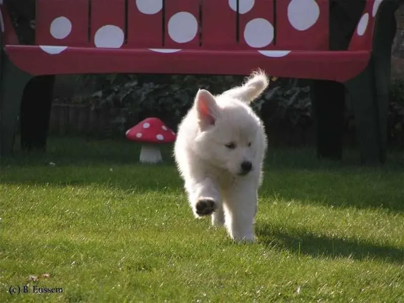 Tippa (*30.08.2009 - ︎27.07.2020) - ROSENGARTEN-Sterne