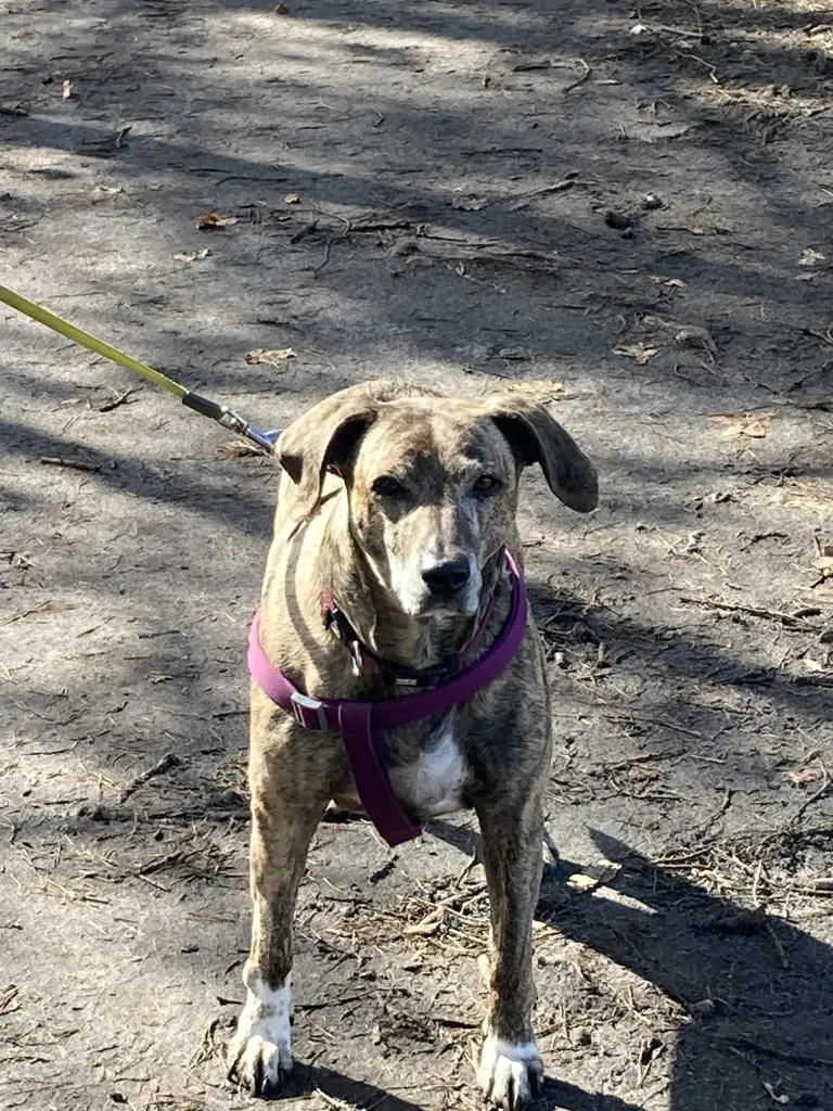 Emma (*12.08.2013 - ︎04.04.2024) - ROSENGARTEN-Sterne