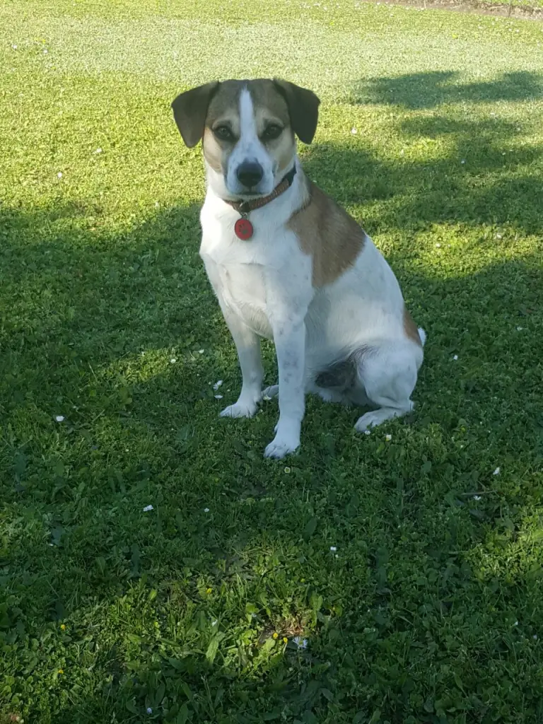 Snoopy (*28.04.2012 - ︎26.03.2024) - ROSENGARTEN-Sterne