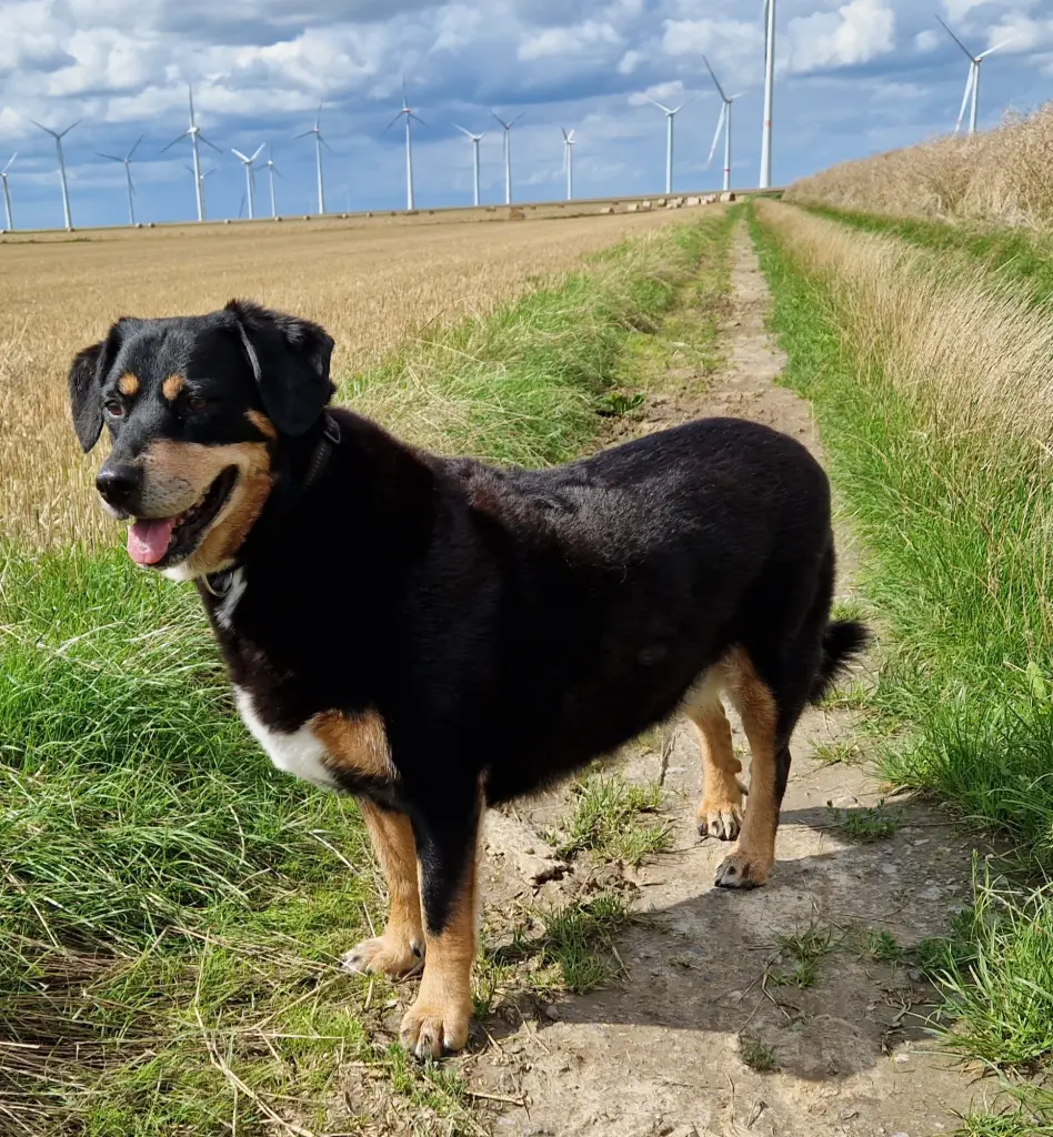 Bonny (*10.06.2010 - ︎16.04.2024) - ROSENGARTEN-Sterne