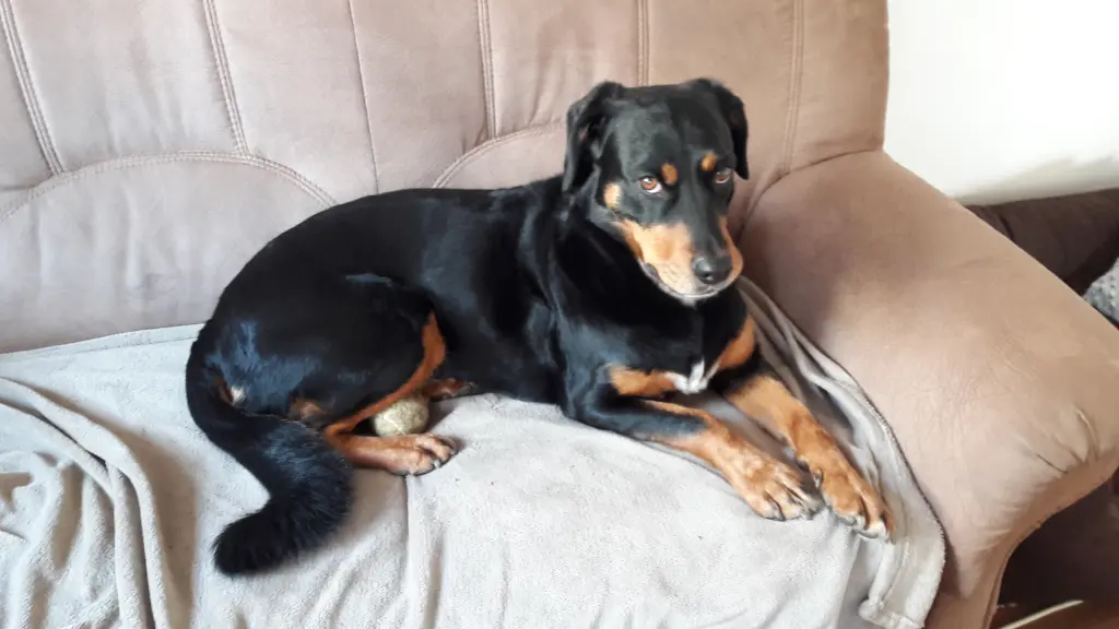 Bonny (*10.06.2010 - ︎16.04.2024) - ROSENGARTEN-Sterne