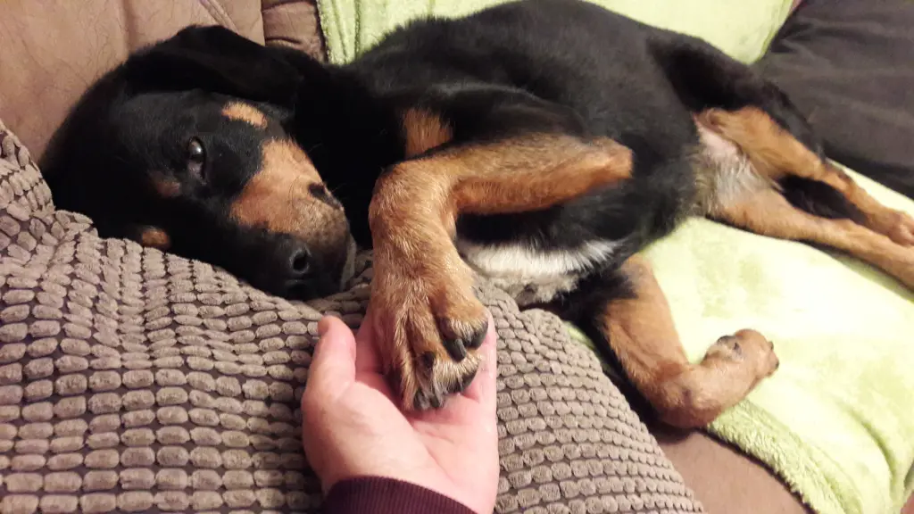 Bonny (*10.06.2010 - ︎16.04.2024) - ROSENGARTEN-Sterne