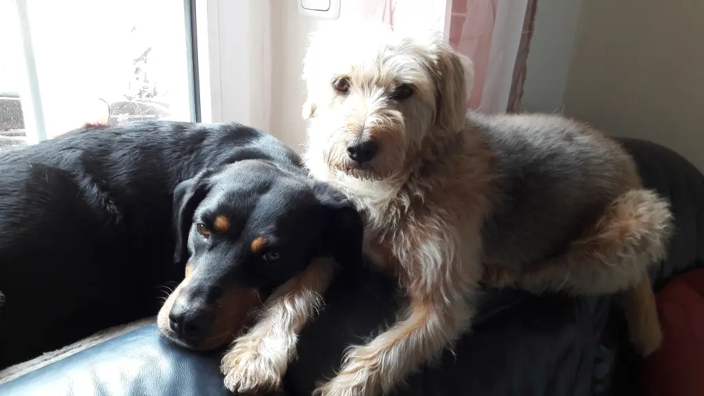 Bonny (*10.06.2010 - ︎16.04.2024) - ROSENGARTEN-Sterne