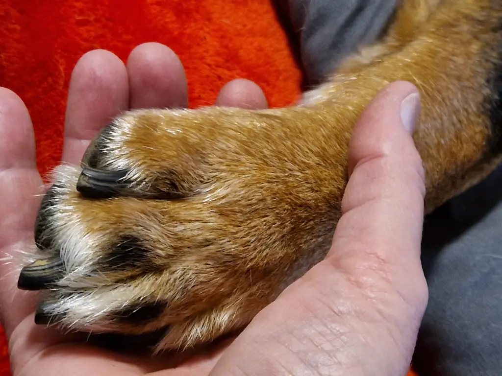 Bonny (*10.06.2010 - ︎16.04.2024) - ROSENGARTEN-Sterne