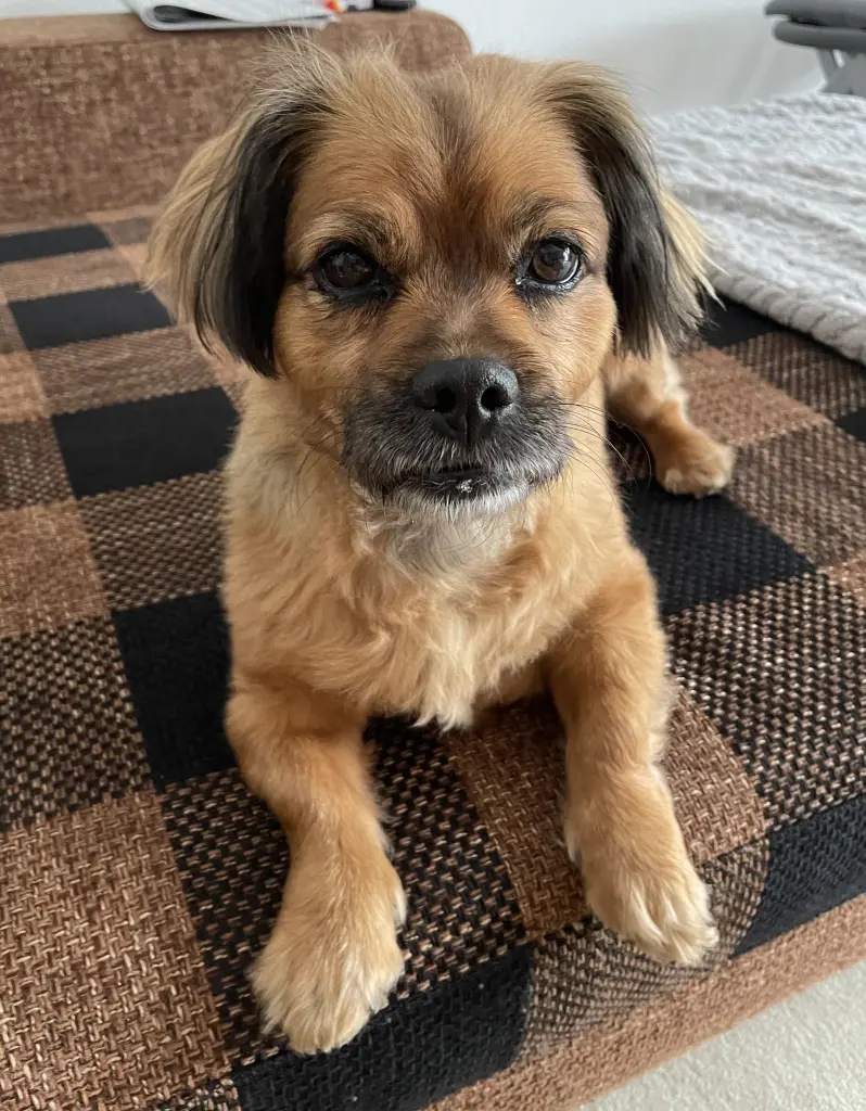 Filou (*15.05.2014 - ︎10.04.2024) - ROSENGARTEN-Sterne