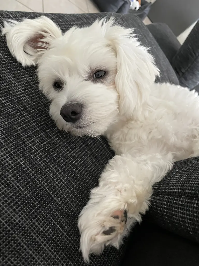 Bailey (*12.03.2020 - ︎24.04.2024) - ROSENGARTEN-Sterne