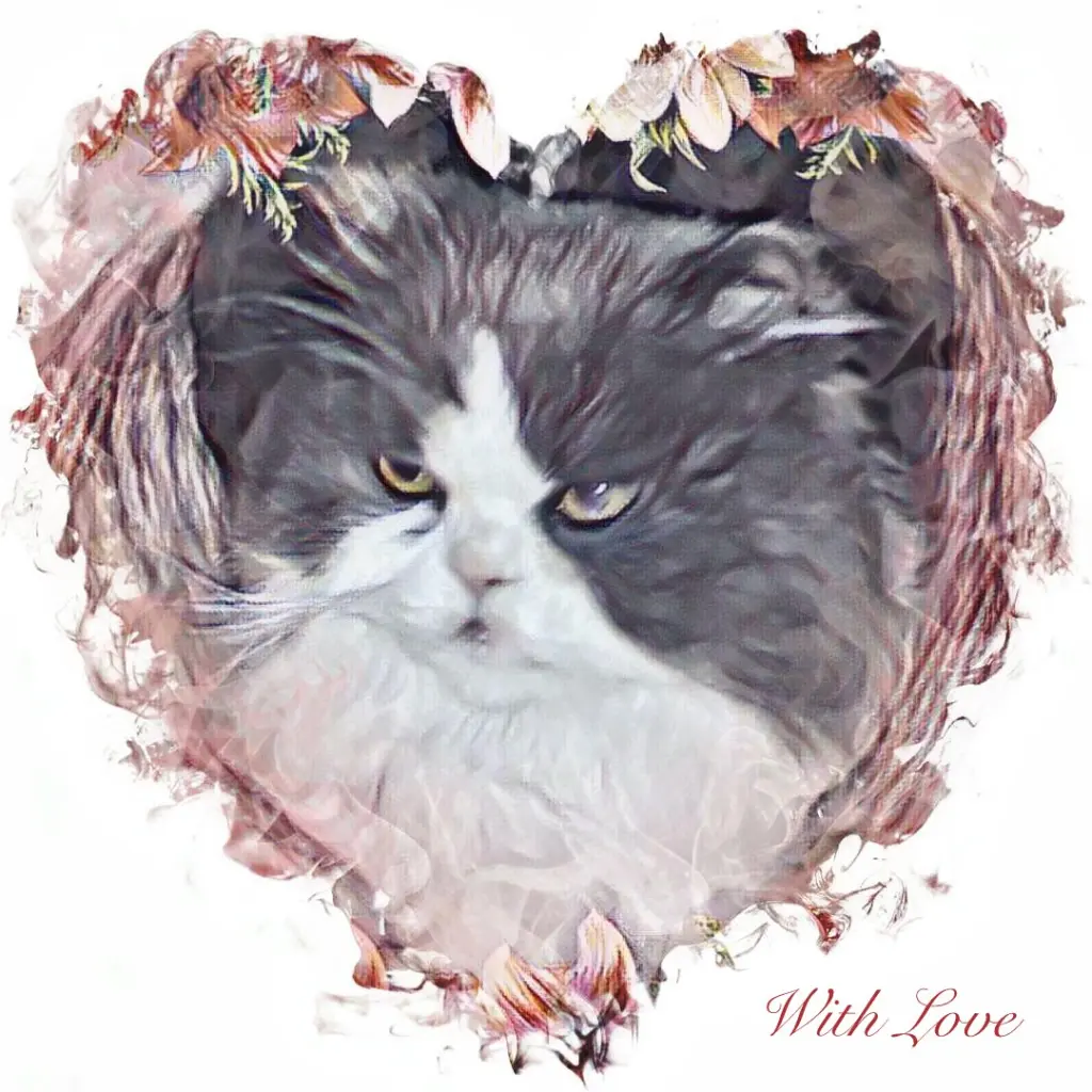 Dusty (*06.09.2000 - ︎27.09.2017) - ROSENGARTEN-Sterne