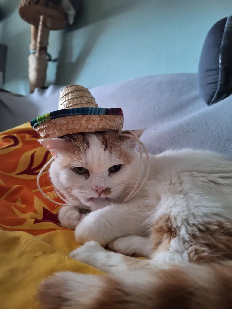 Sunny (*31.10.2010 - ︎07.06.2024) - ROSENGARTEN-Sterne