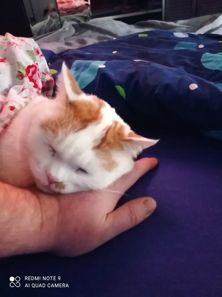 Sunny (*31.10.2010 - ︎07.06.2024) - ROSENGARTEN-Sterne