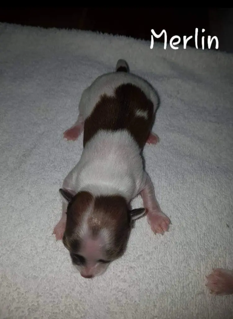 Merlin (*22.03.2017 - ︎07.07.2024) - ROSENGARTEN-Sterne