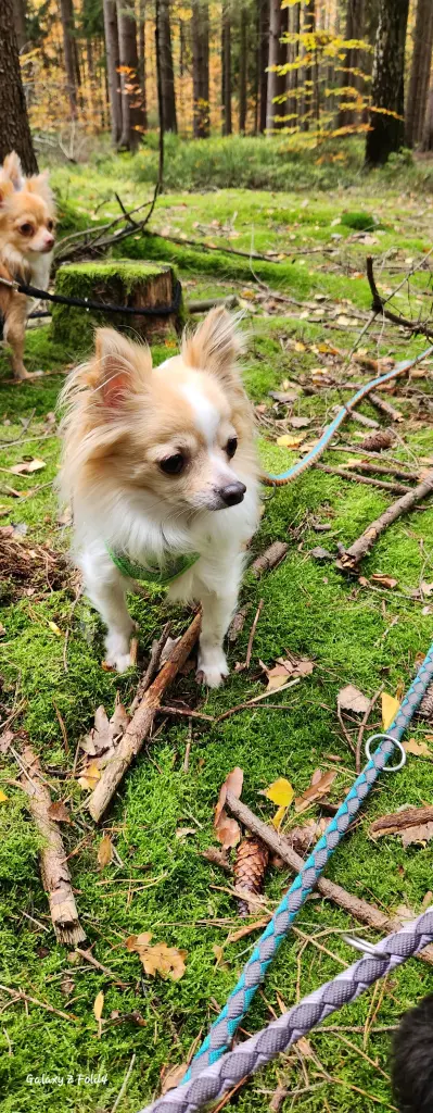 Merlin (*22.03.2017 - ︎07.07.2024) - ROSENGARTEN-Sterne
