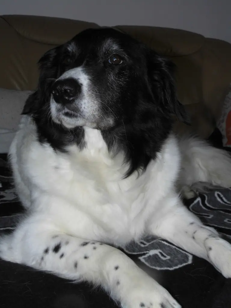 Taliska (*21.03.2010 - ︎08.07.2024) - ROSENGARTEN-Sterne