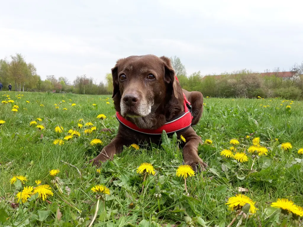 Suri (*02.10.2012 - ︎21.05.2024) - ROSENGARTEN-Sterne