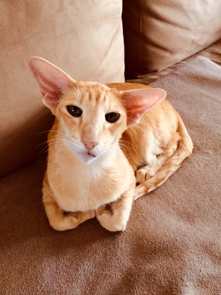 Morgane (*01.07.2009 - ︎05.07.2024) - ROSENGARTEN-Sterne