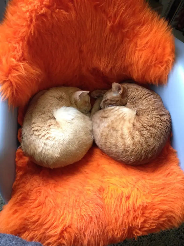 Morgane (*01.07.2009 - ︎05.07.2024) - ROSENGARTEN-Sterne