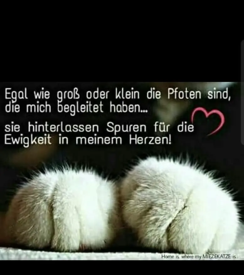 Morgane (*01.07.2009 - ︎05.07.2024) - ROSENGARTEN-Sterne