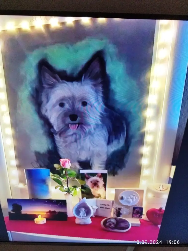 Lilly (*02.02.2008 - ︎26.07.2024) - ROSENGARTEN-Sterne