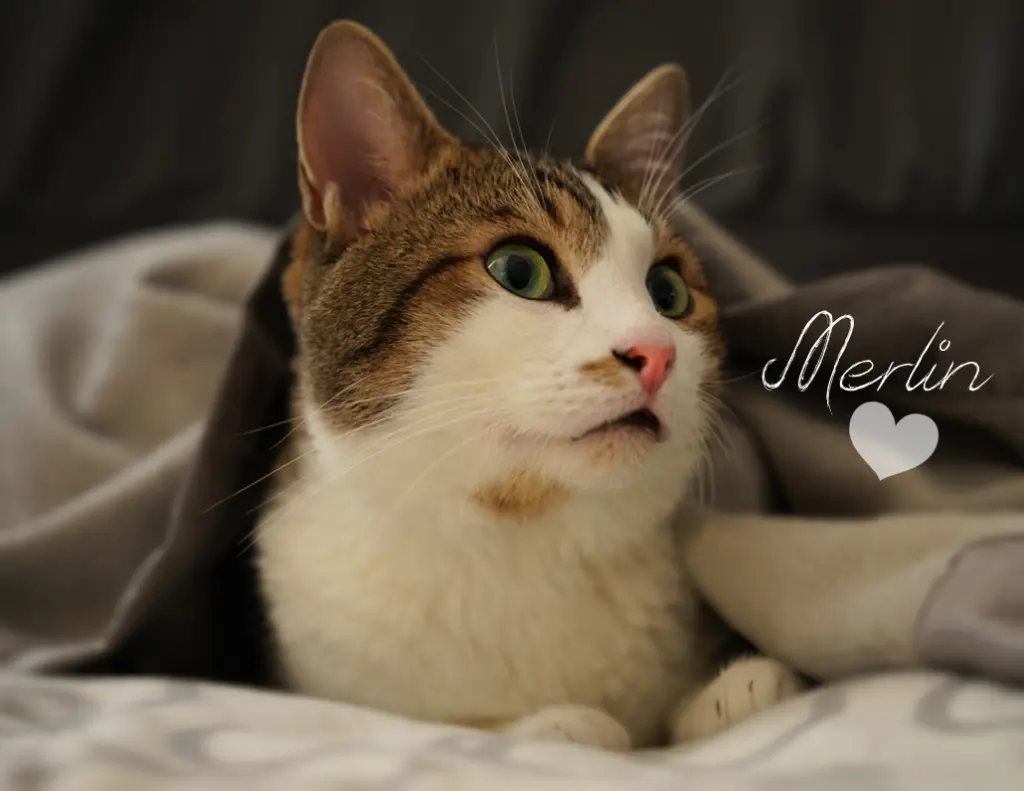 Merlin (*2018 - ︎09.09.2024) - ROSENGARTEN-Sterne