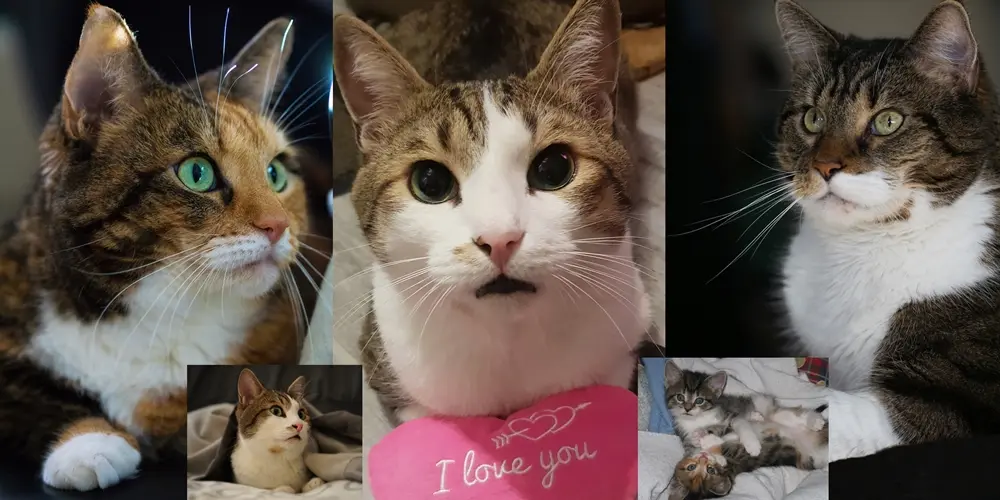 Merlin (*2018 - ︎09.09.2024) - ROSENGARTEN-Sterne