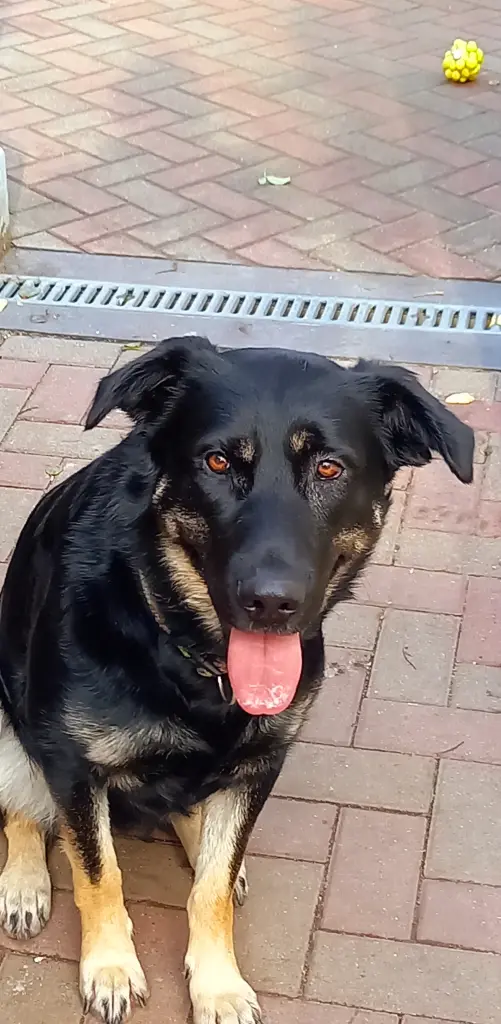 Aska (*2018 - ︎2023) - ROSENGARTEN-Sterne