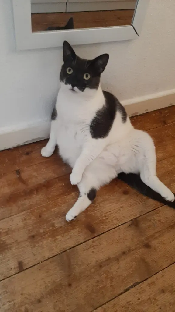 Enton (*22.07.2019 - ︎09.10.2024) - ROSENGARTEN-Sterne