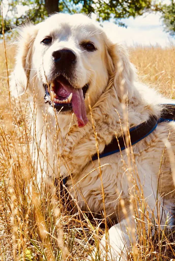 Balou (*02.12.2009 - ︎02.10.2024) - ROSENGARTEN-Sterne