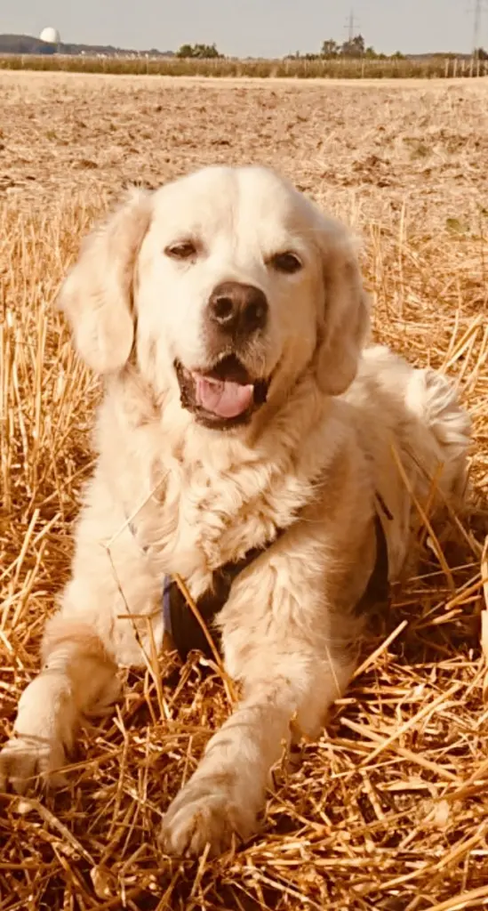 Balou (*02.12.2009 - ︎02.10.2024) - ROSENGARTEN-Sterne