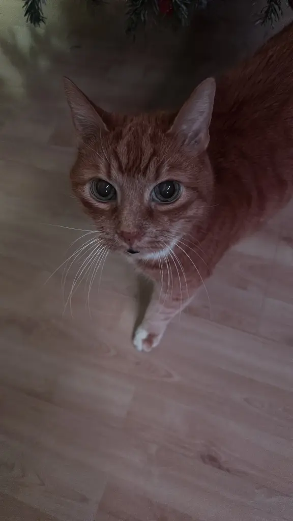 Teufel (*01.05.2006 - ︎10.10.2024) - ROSENGARTEN-Sterne