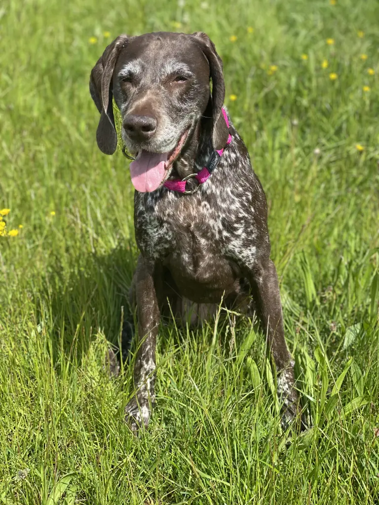 Emma (*14.01.2011 - ︎09.10.2024) - ROSENGARTEN-Sterne