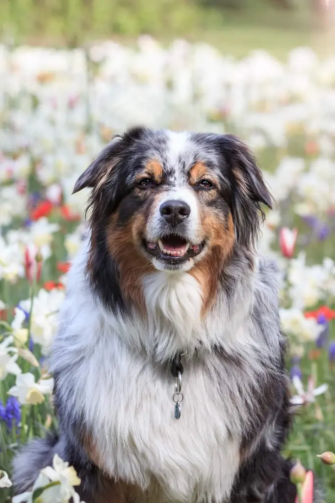 Merlin (*03.01.2012 - ︎12.08.2024) - ROSENGARTEN-Sterne