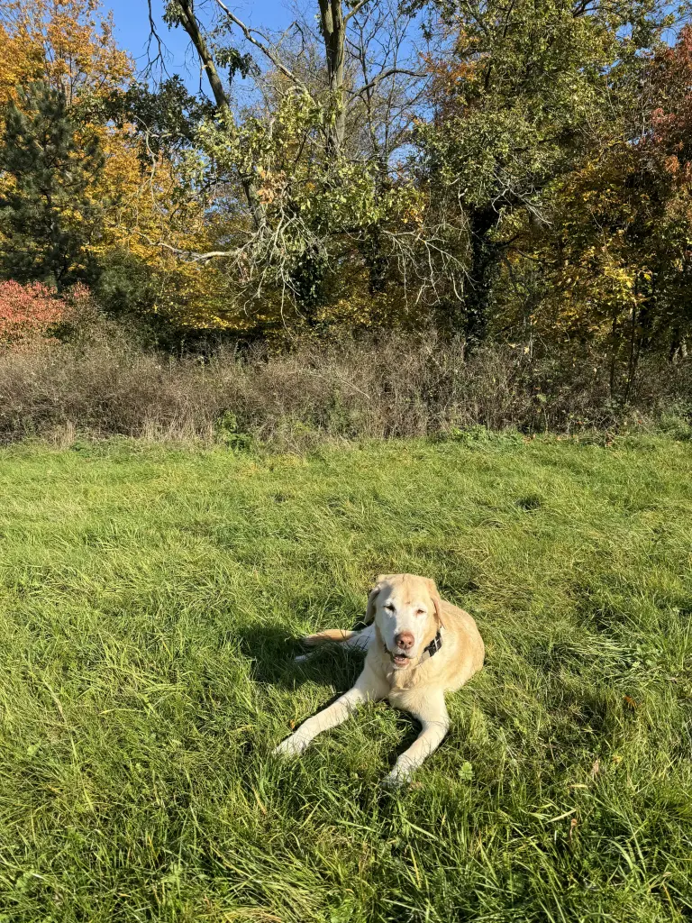 Luca (*15.06.2011 - ︎02.11.2024) - ROSENGARTEN-Sterne