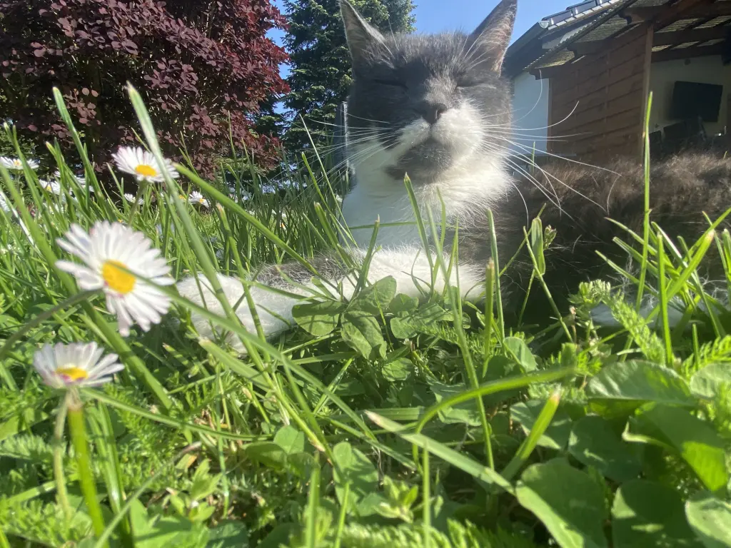 Balou (*23.07.2007 - ︎11.11.2024) - ROSENGARTEN-Sterne