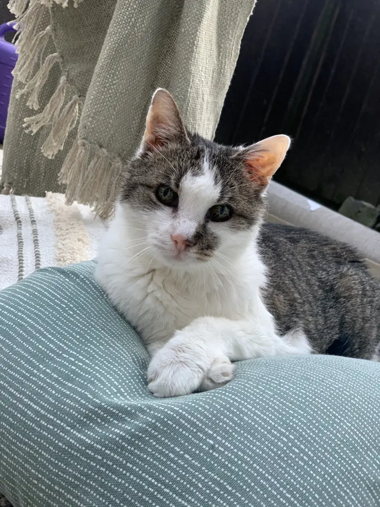 Hannibal (*01.10.2006 - ︎29.10.2024) - ROSENGARTEN-Sterne