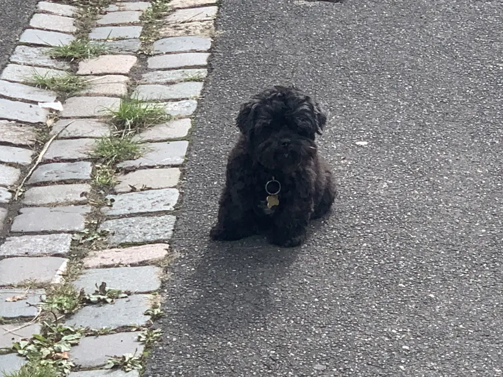 Monchi ( ︎13.11.2024) - ROSENGARTEN-Sterne