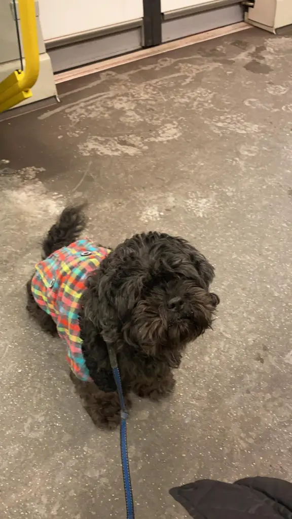 Monchi ( ︎13.11.2024) - ROSENGARTEN-Sterne