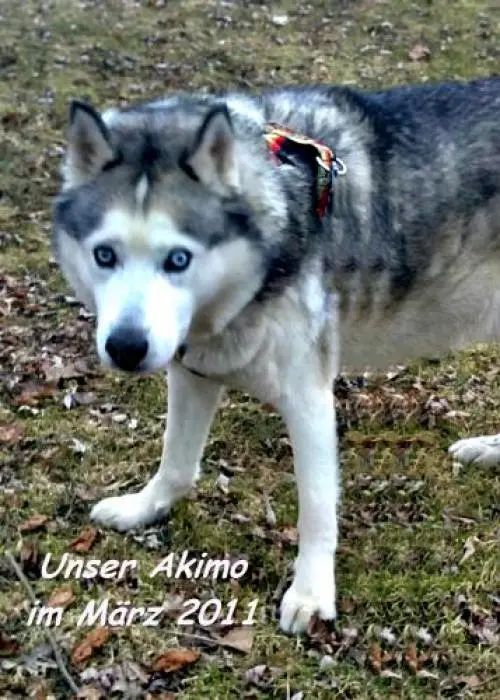 Akimo - ROSENGARTEN-Sterne