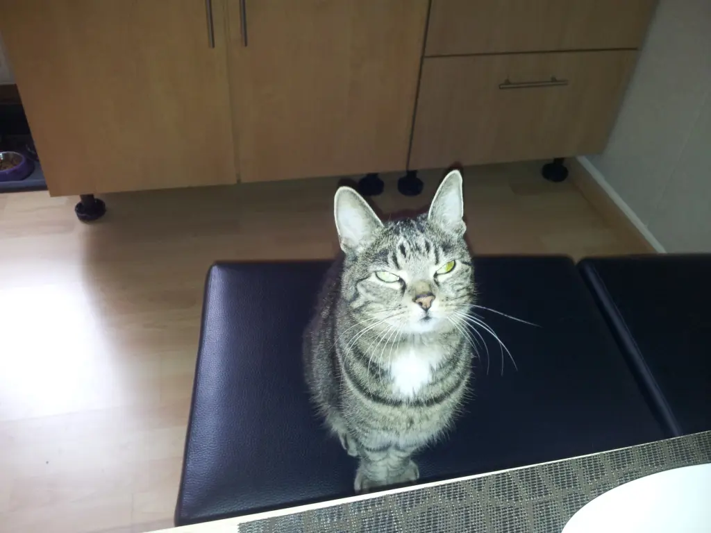 Micky (*01.06.2004 - ︎07.12.2017) - ROSENGARTEN-Sterne