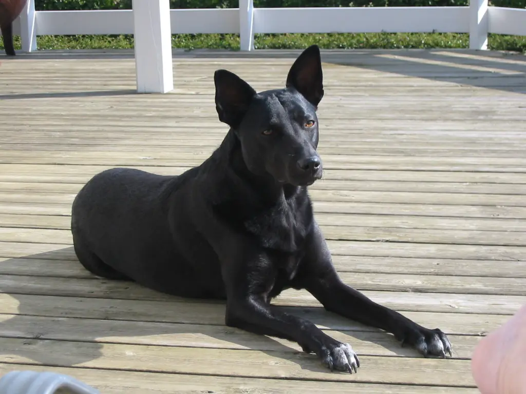 Rona (*15.09.2005 - ︎27.11.2017) - ROSENGARTEN-Sterne