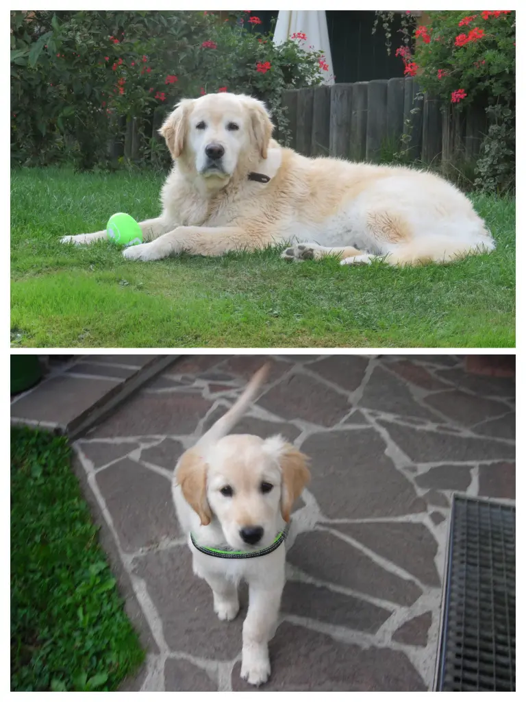 Chester (*14.08.2011 - ︎17.12.2024) - ROSENGARTEN-Sterne