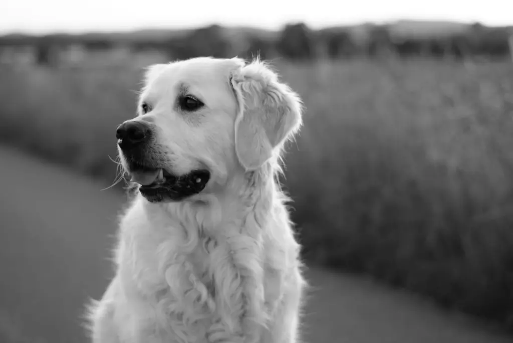 Balou (*19.12.2011 - ︎13.01.2025) - ROSENGARTEN-Sterne