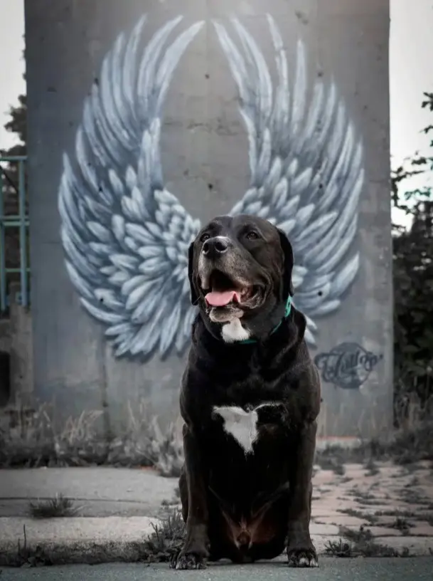 Django (*10.01.2014 - ︎08.02.2025) - ROSENGARTEN-Sterne