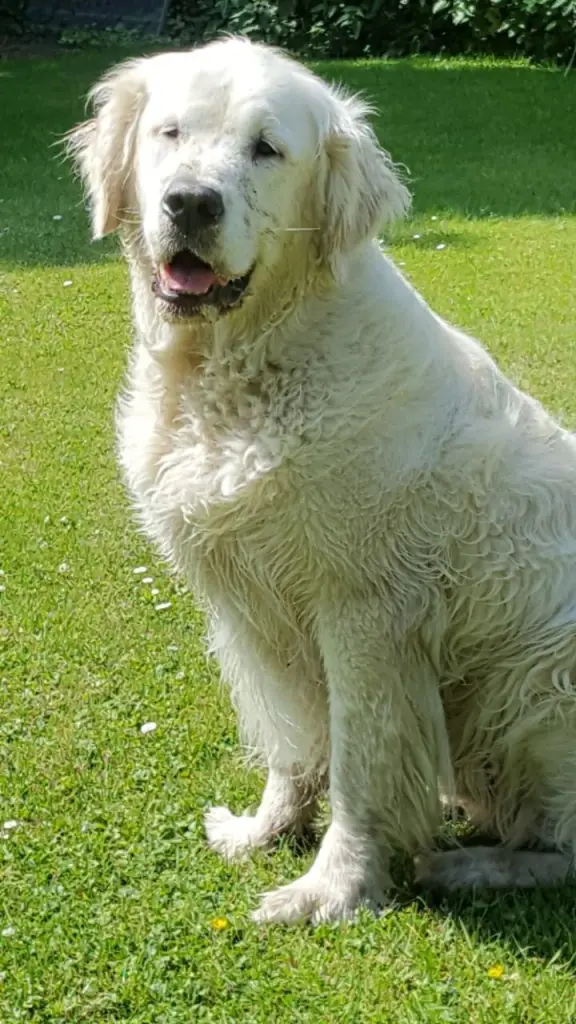 Beckster (*03.07.2011 - ︎21.12.2017) - ROSENGARTEN-Sterne