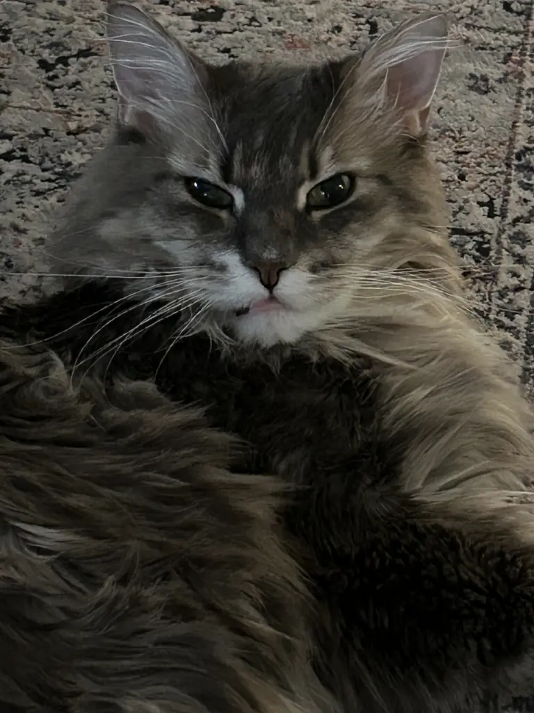 Felix (*10.08.2009 - ︎15.02.2025) - ROSENGARTEN-Sterne