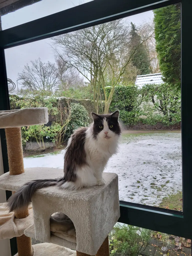 Micky (*26.07.2012 - ︎08.03.2025) - ROSENGARTEN-Sterne