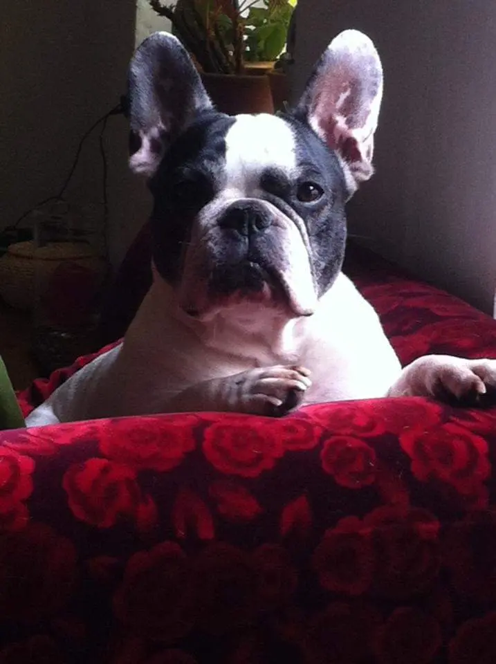Samson (*28.08.2011 - ︎10.03.2025) - ROSENGARTEN-Sterne