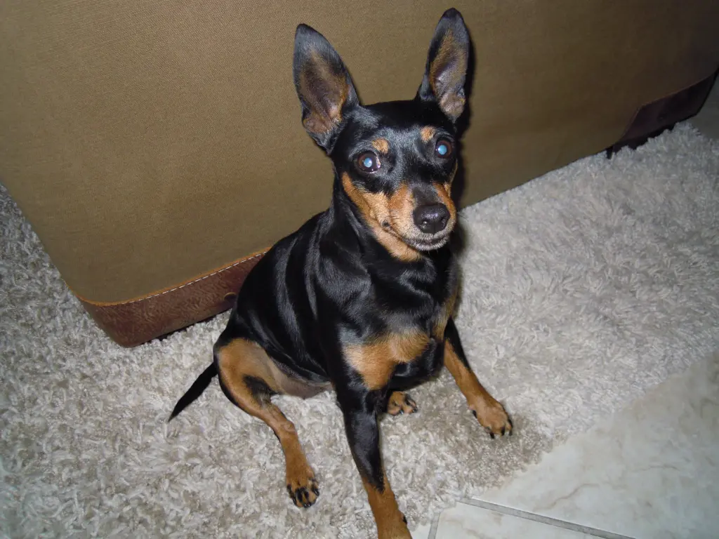 Lilly (*04.2009 - ︎13.01.2018) - ROSENGARTEN-Sterne