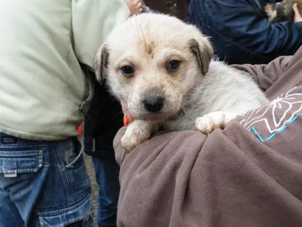 Bonny (*10.10.2012 - ︎01.04.2025) - ROSENGARTEN-Sterne